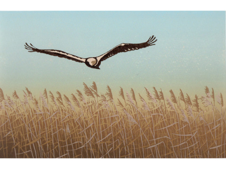 Past prints - Gill Thornton